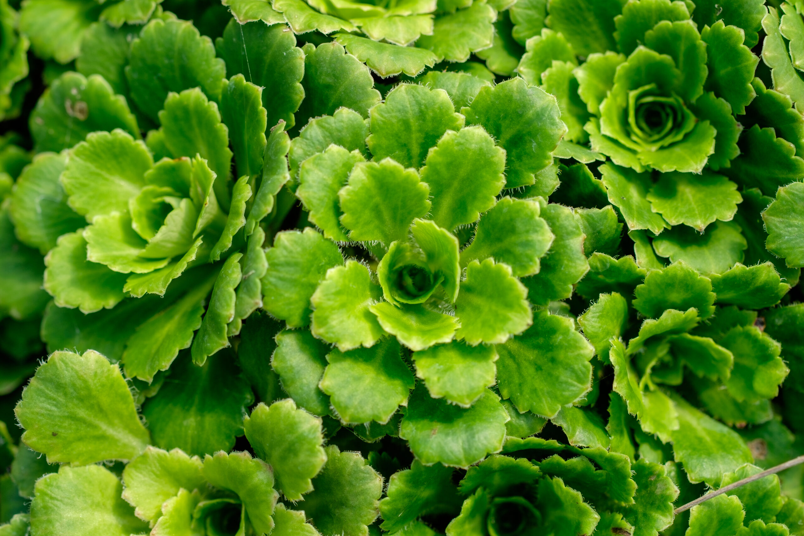 Contract Grow | Boningale Nurseries